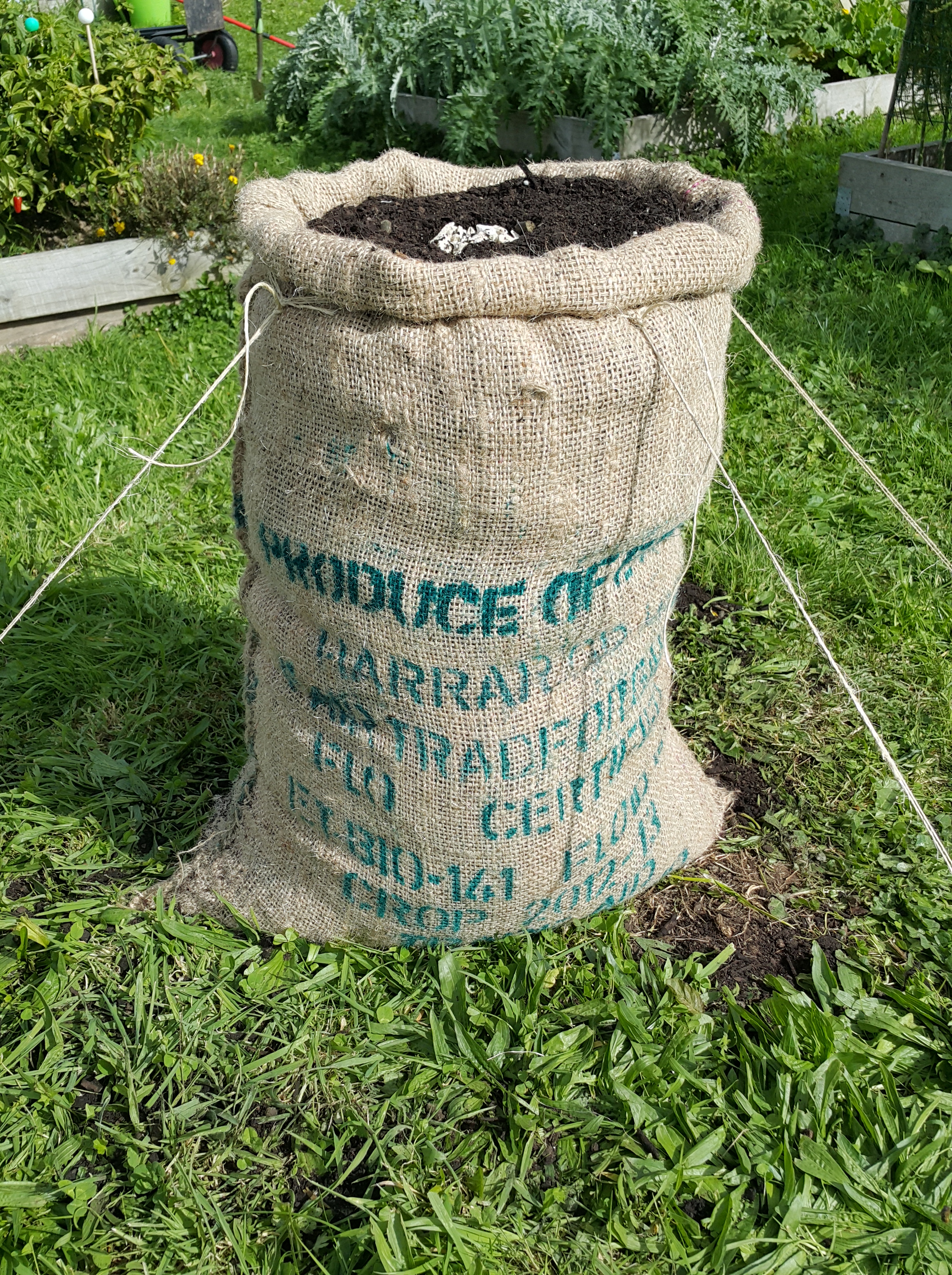 How and why you should grow a Gunny Sack Garden – SARAH THE GARDENER