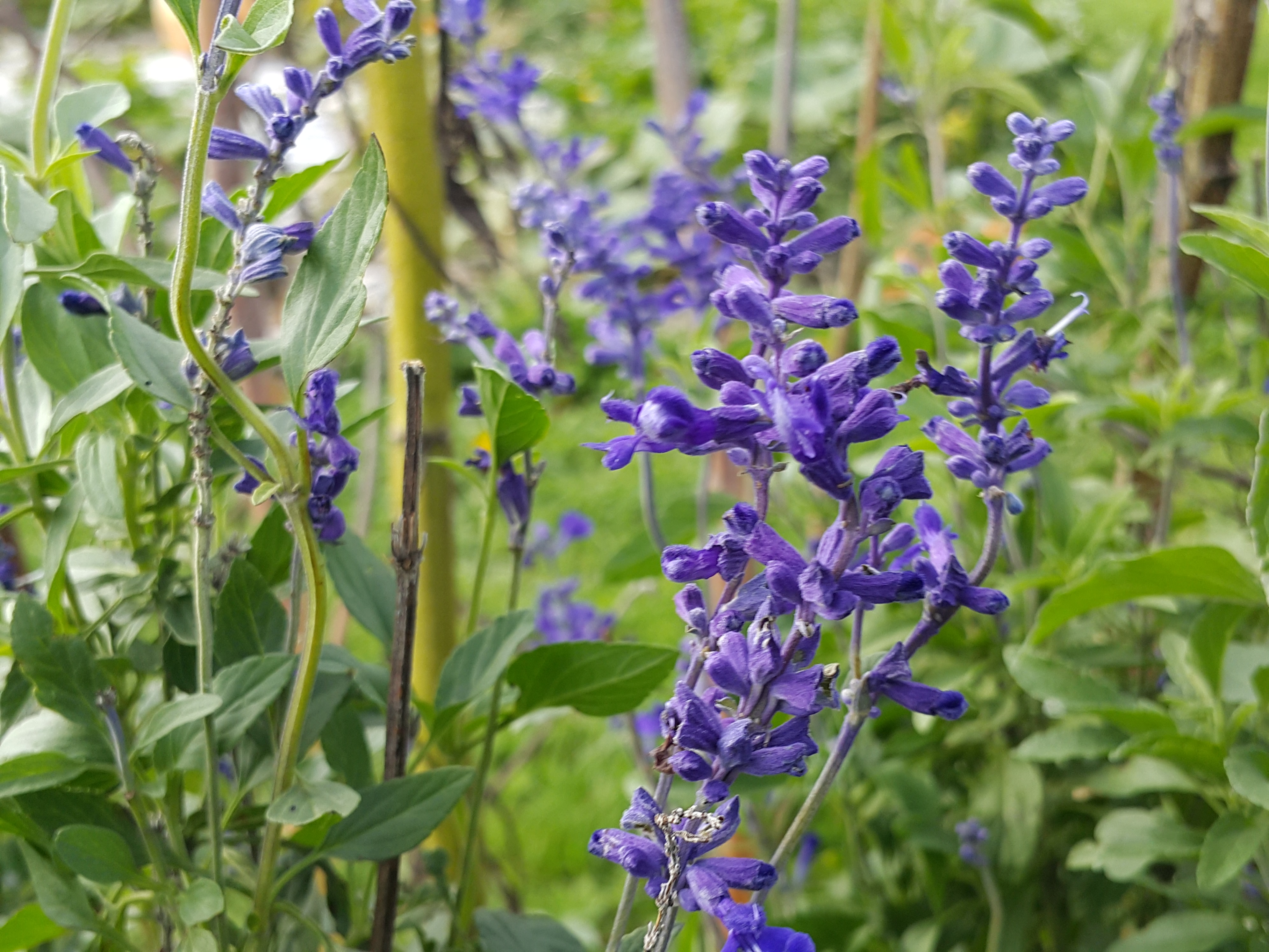 Flowers: now what are they all about? – SARAH THE GARDENER