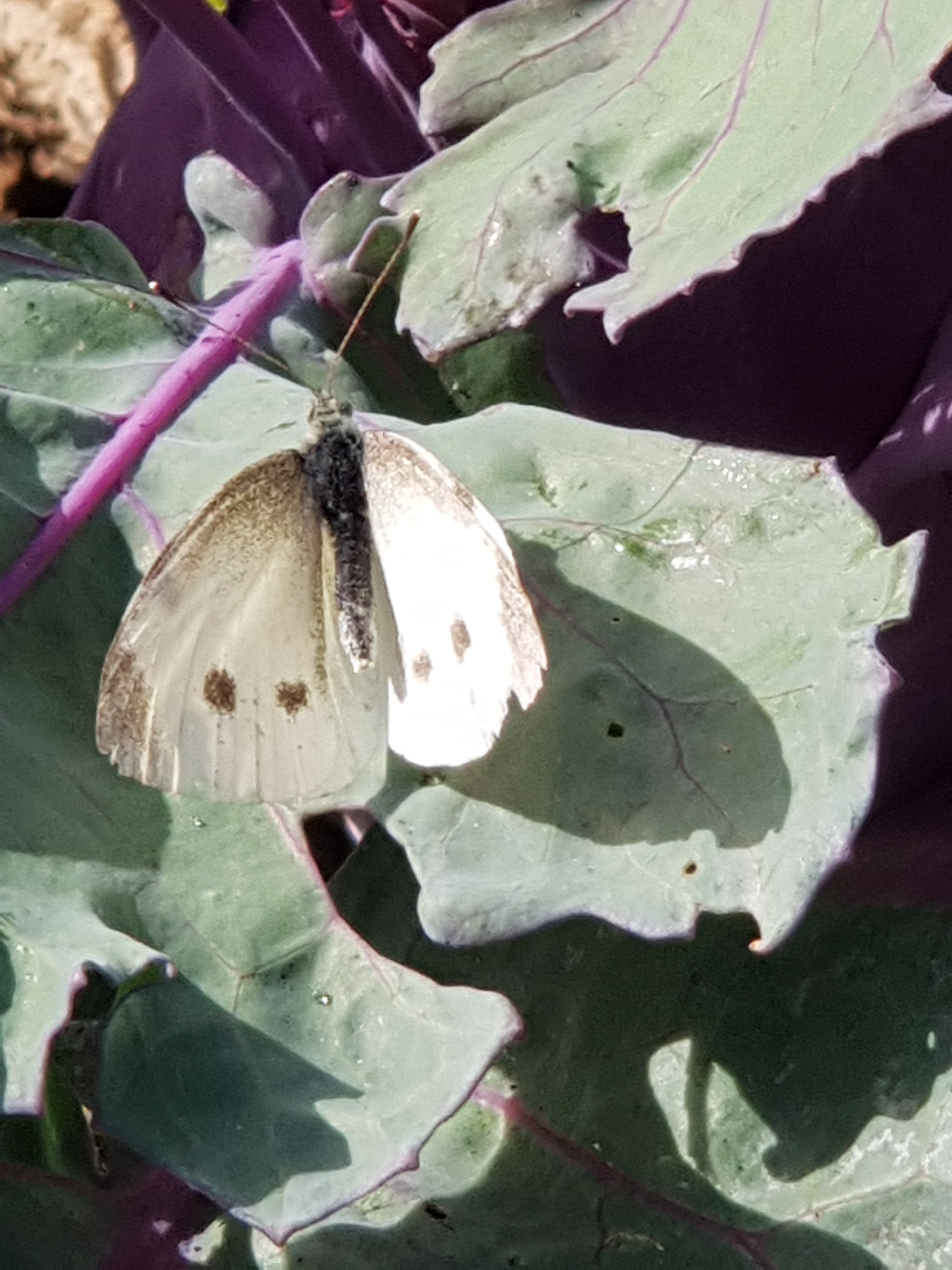 Protecting the autumn seedlings – SARAH THE GARDENER