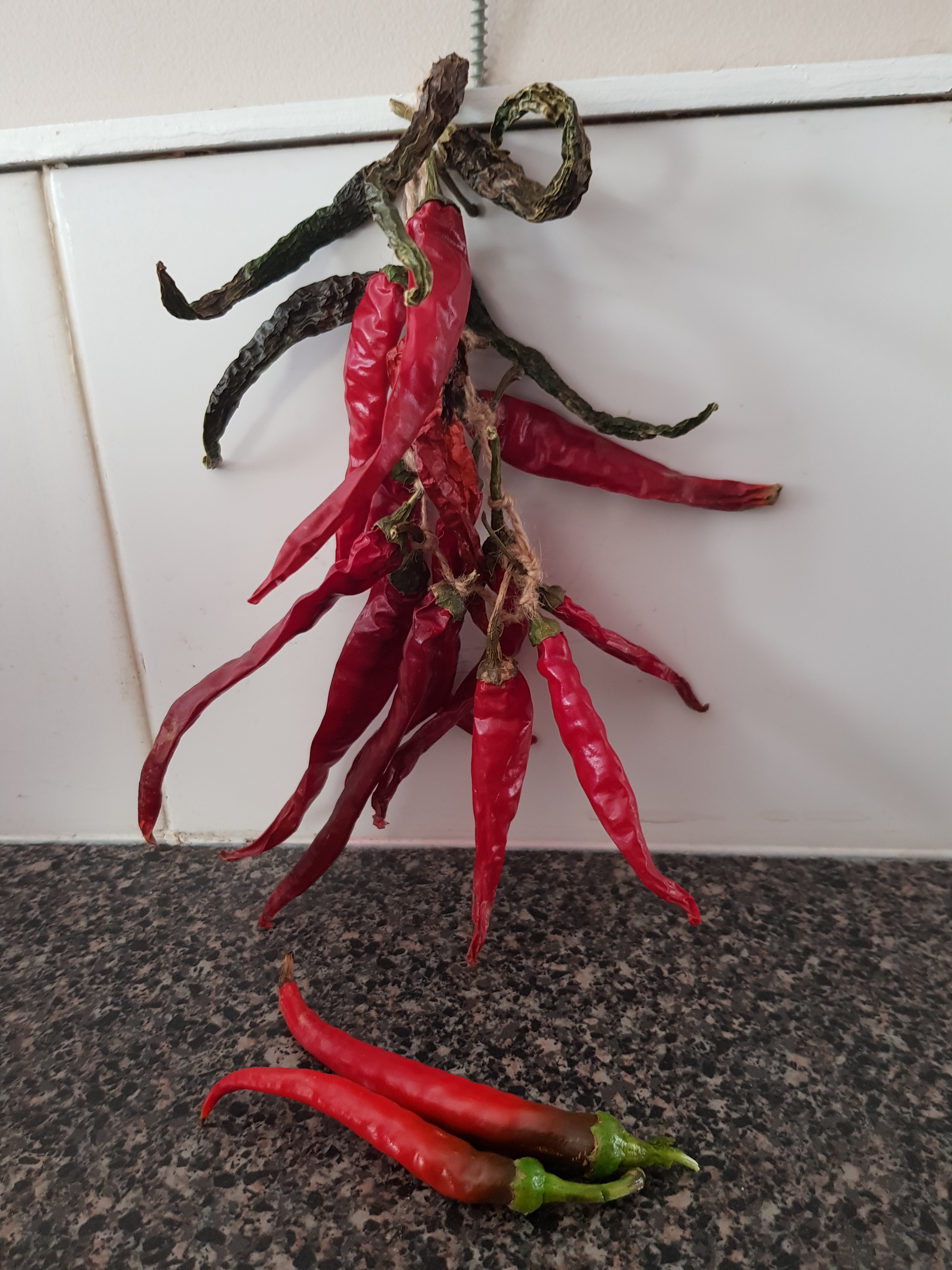 One peck of peppers – SARAH THE GARDENER